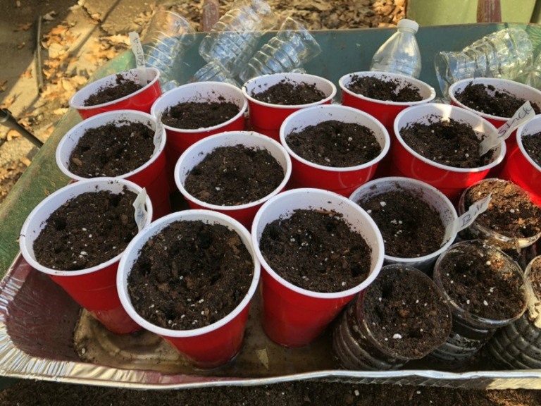 Cheap and Easy Seed Starting: How to Start Seeds in Red Solo Cups