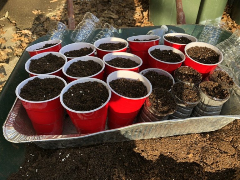Cheap and Easy Seed Starting: How to Start Seeds in Red Solo Cups