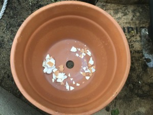 7savings.com: Various Uses of Egg shells in the garden