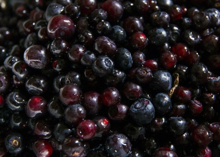 7Savings.com: How to Grow Huckleberry on a Raised Bed