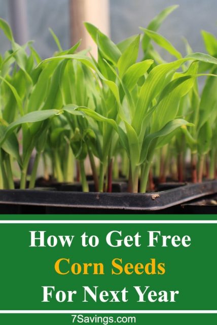 how to get free corn seeds