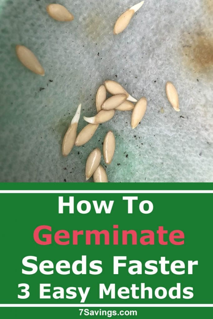 Germinate Seeds Faster: Top 3 Ways to Germinate Seeds Faster at Home