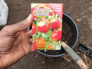 Growing Tomato using tomato rocket as seen on tv