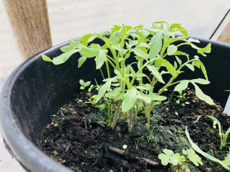 Growing Tomato using tomato rocket as seen on tv