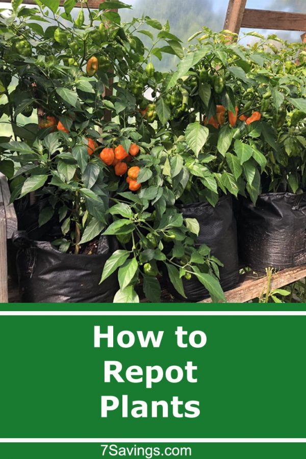 How to Repot A Plant: easy step by step instructions.