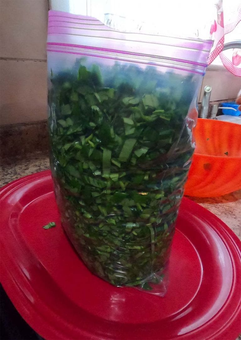 Harvesting Waterleaf | 7Savings.com