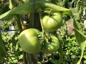 Tomato Rocket Result – 7Savings.com