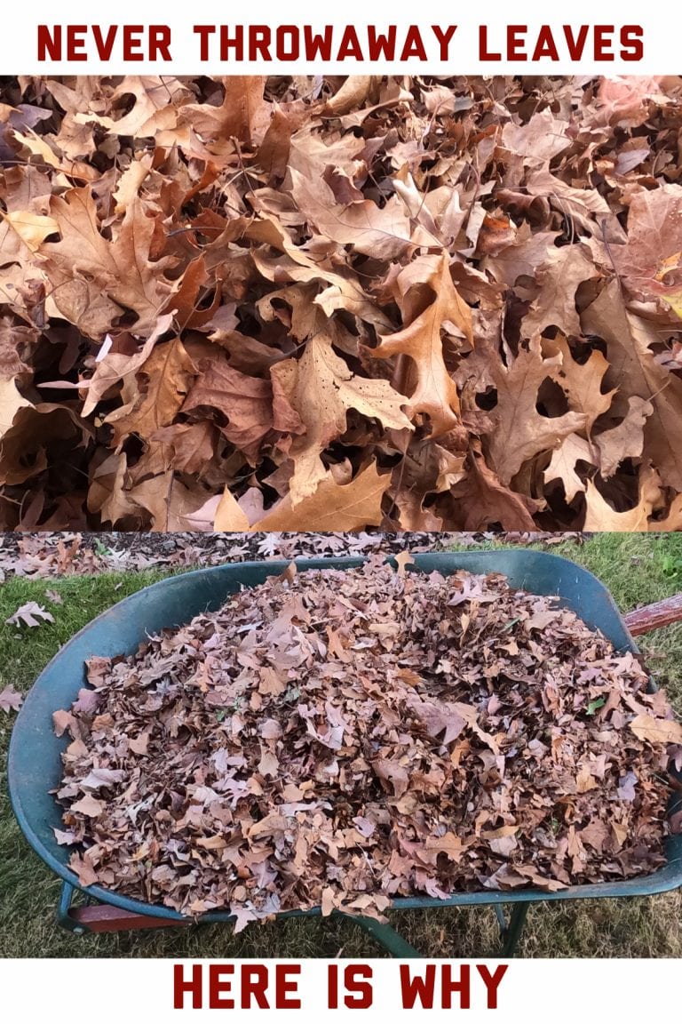 Fastest way to turn leaves into compost | 7Savings.com