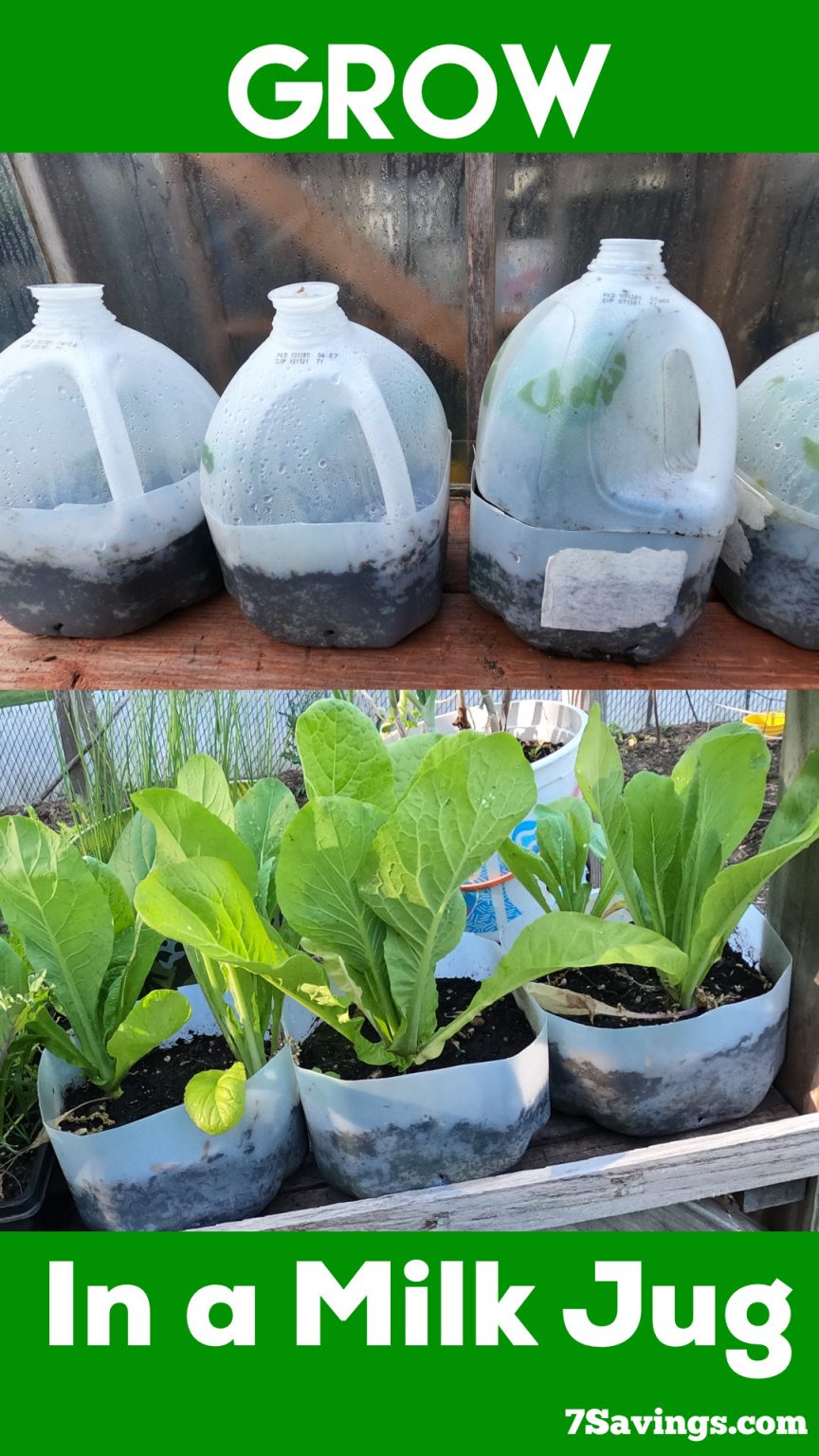 How to grow in a milk jug, Simple step by step instructions and video