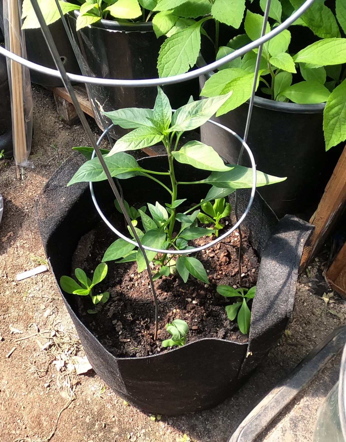 How to Stake Pepper Plants | 7Savings.com