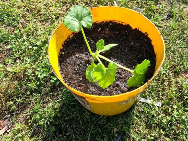 How to Grow Zucchini in a Container. easy step by step guide with video
