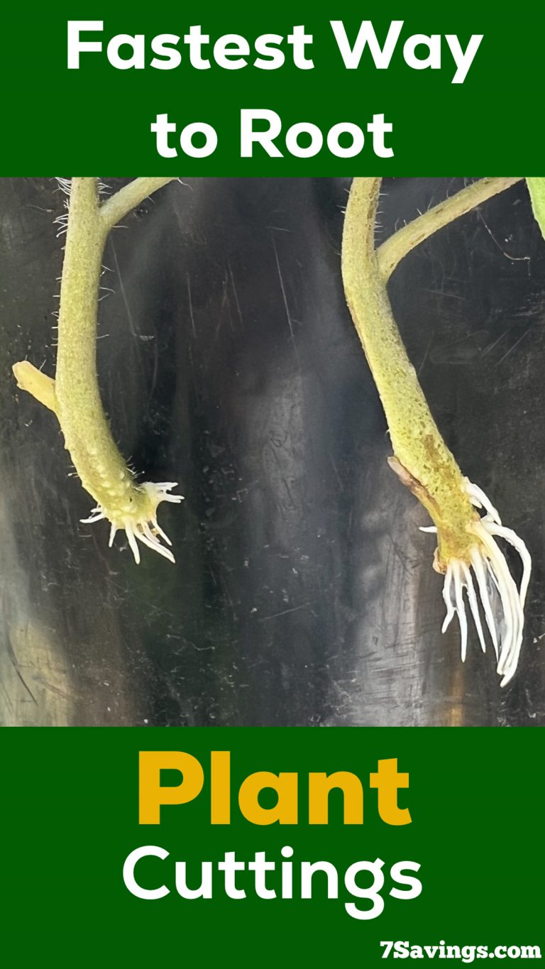 how to root cuttings in water | 7Savings.com